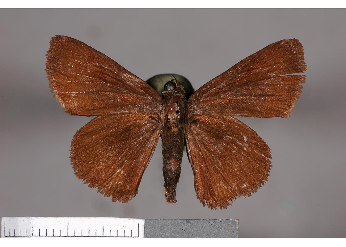 Mnaseas d. derasa (pinned specimens)